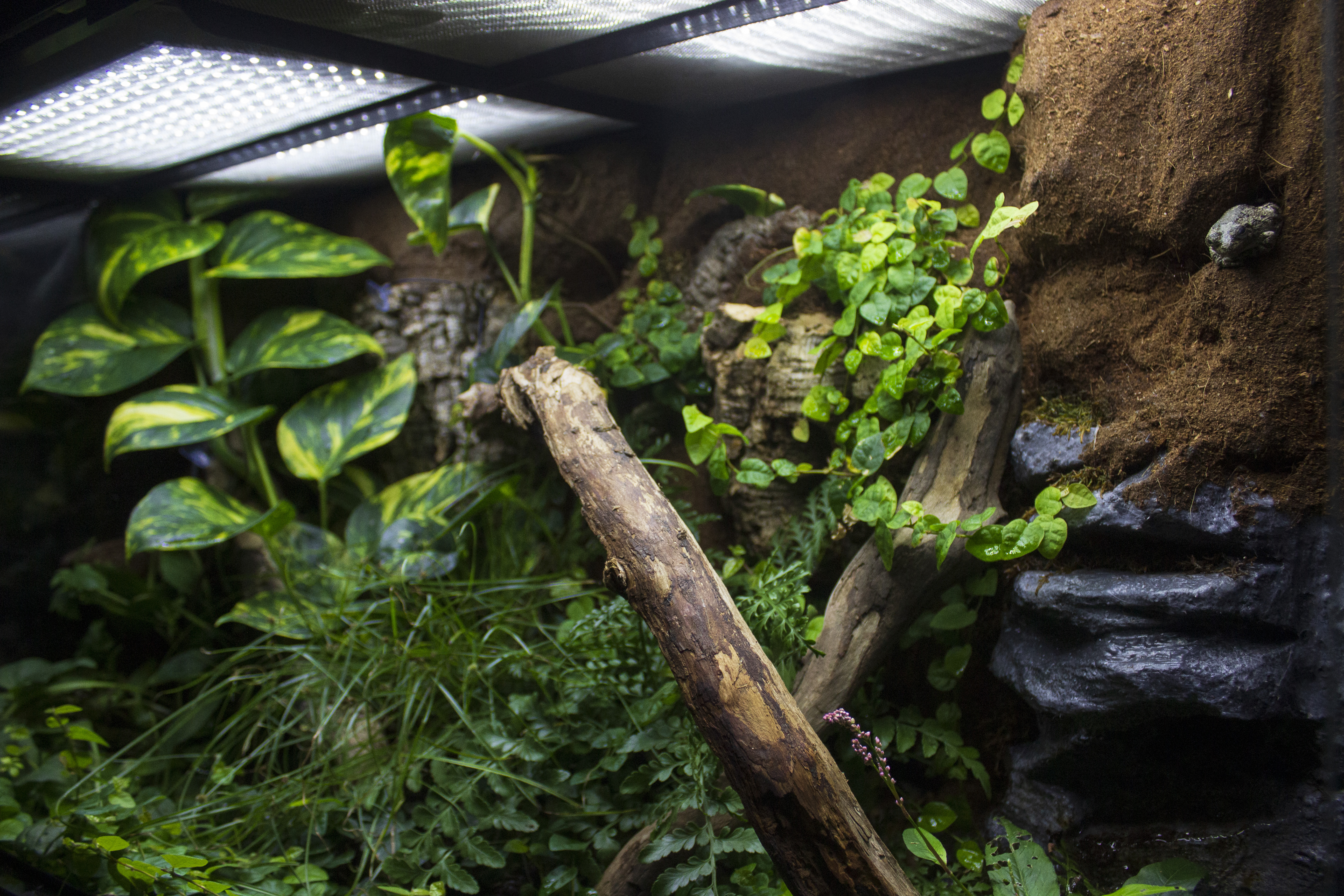Enclosure Design – Isabella Canovas